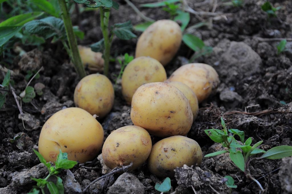 Which compost is best for growing potatoes? - Compost Charm